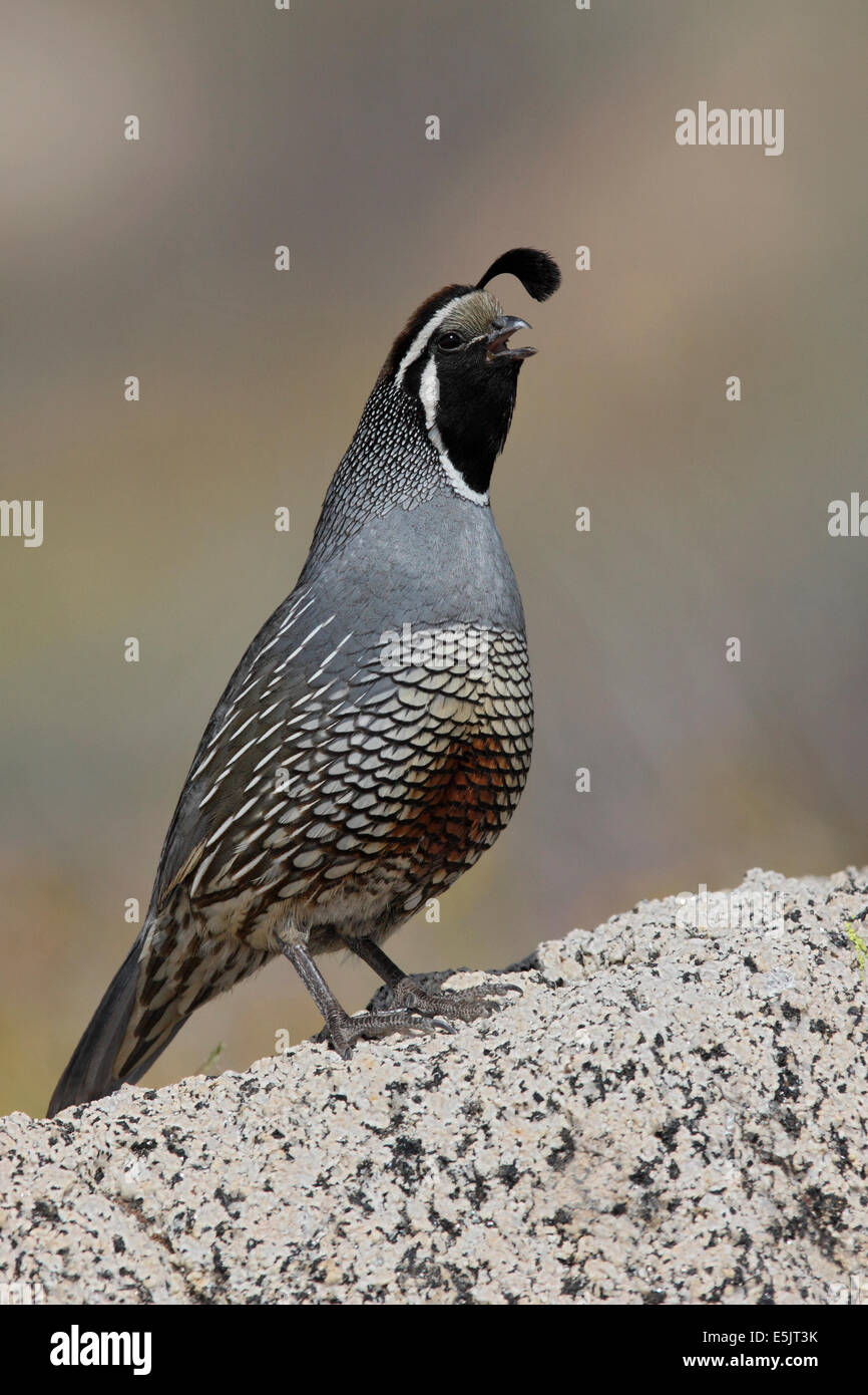 California Quail - Callipepla californica - Adult male Stock Photo - Alamy
