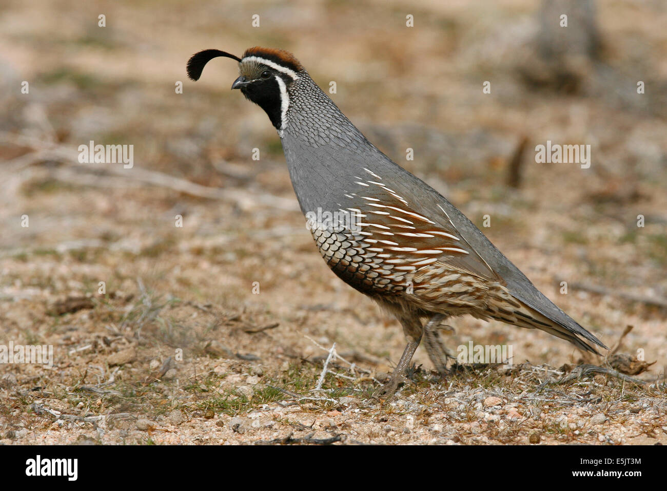 California Quail - Callipepla californica - Adult male Stock Photo - Alamy