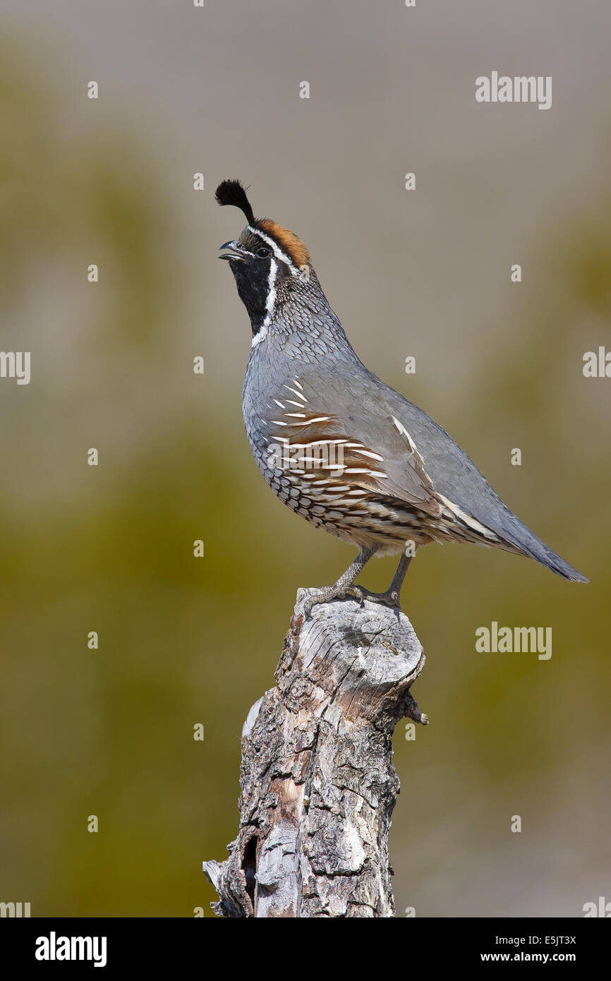 California Quail - Callipepla californica - Adult male Stock Photo - Alamy