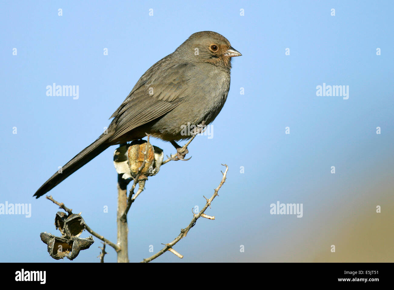 Pipilo crissalis hi-res stock photography and images - Alamy