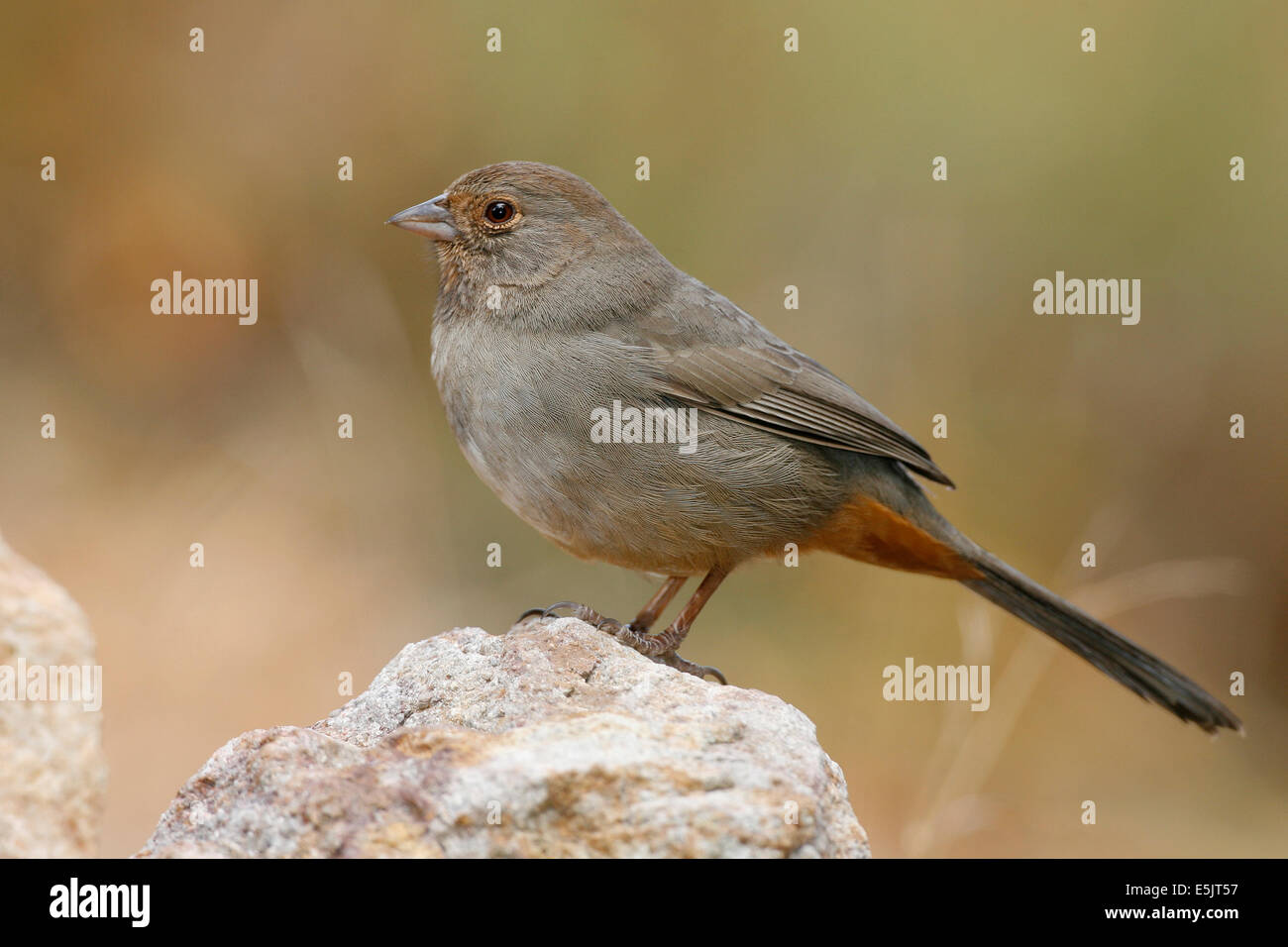 Pipilo crissalis hi-res stock photography and images - Alamy