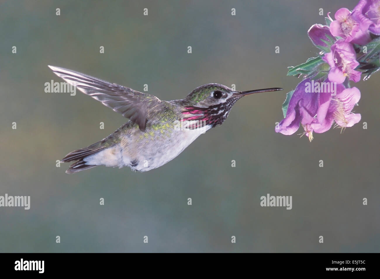 Calliope Hummingbird - Stellula calliope - Adult male Stock Photo - Alamy