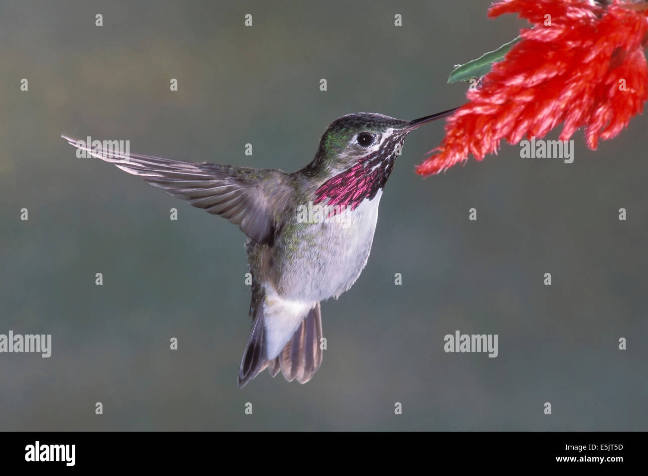 Calliope Hummingbird - Stellula calliope - Adult male Stock Photo - Alamy