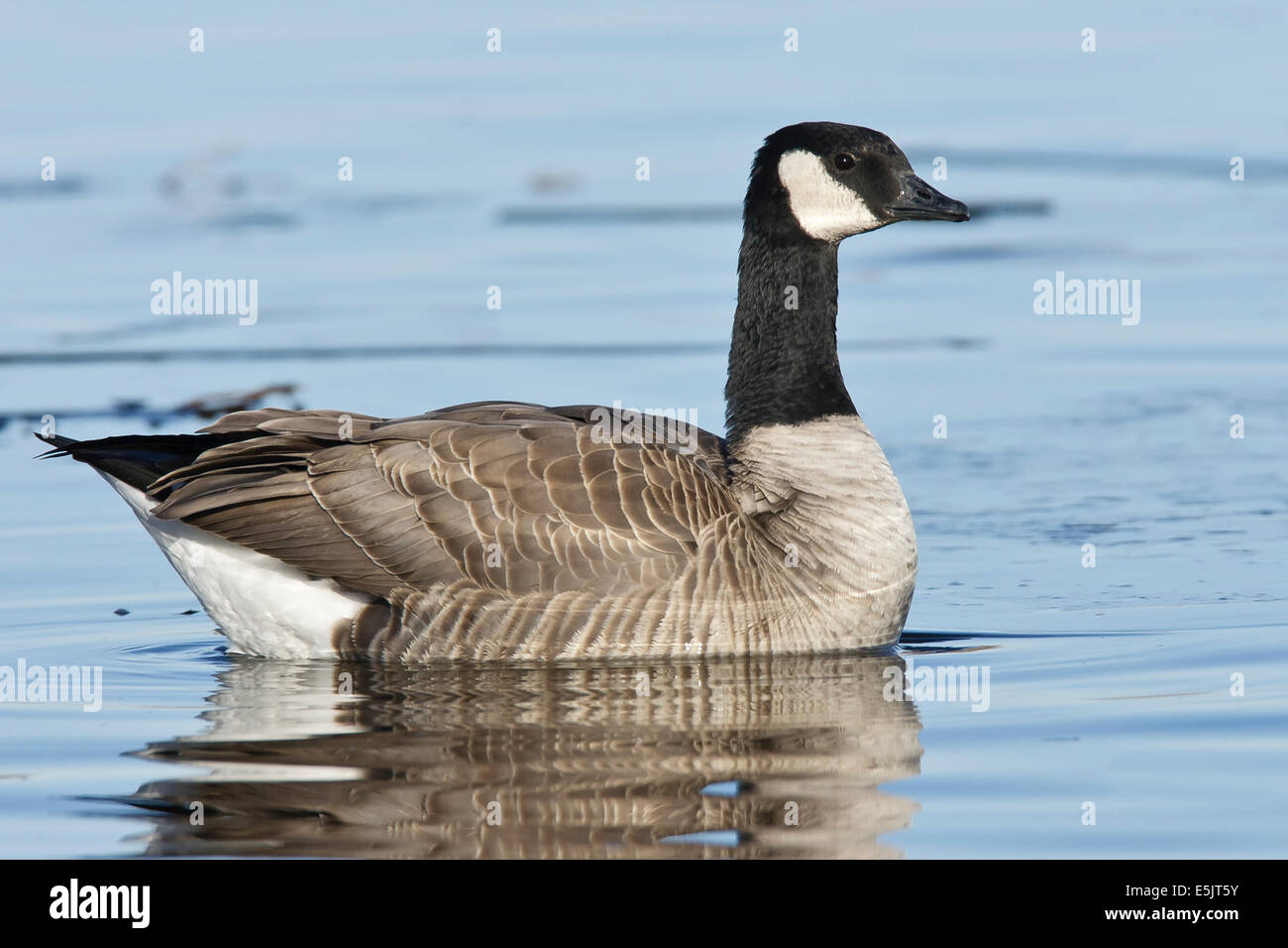 Canada goose swimming canadensis hi-res stock photography and images ...