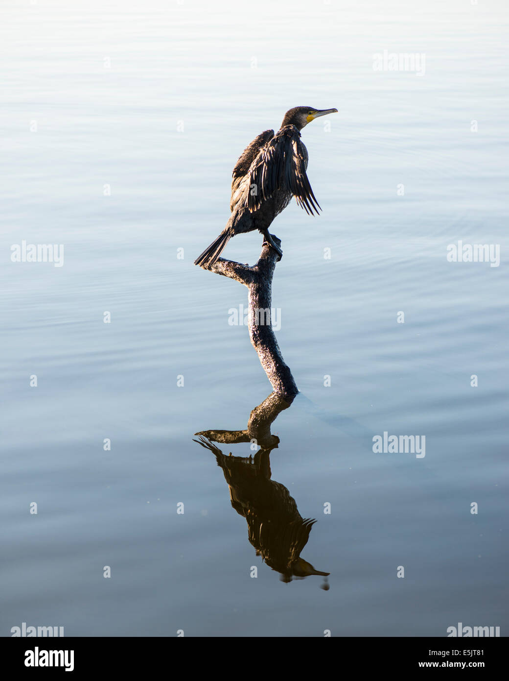 Shag bird australia hi-res stock photography and images - Alamy