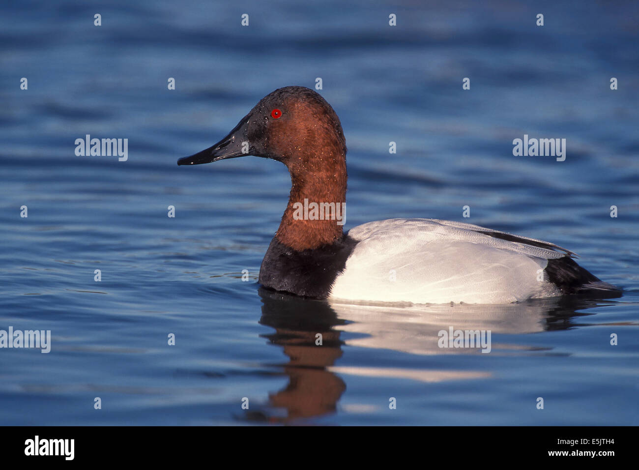 Canvasback - Aythya valisineria - Adult male Stock Photo - Alamy