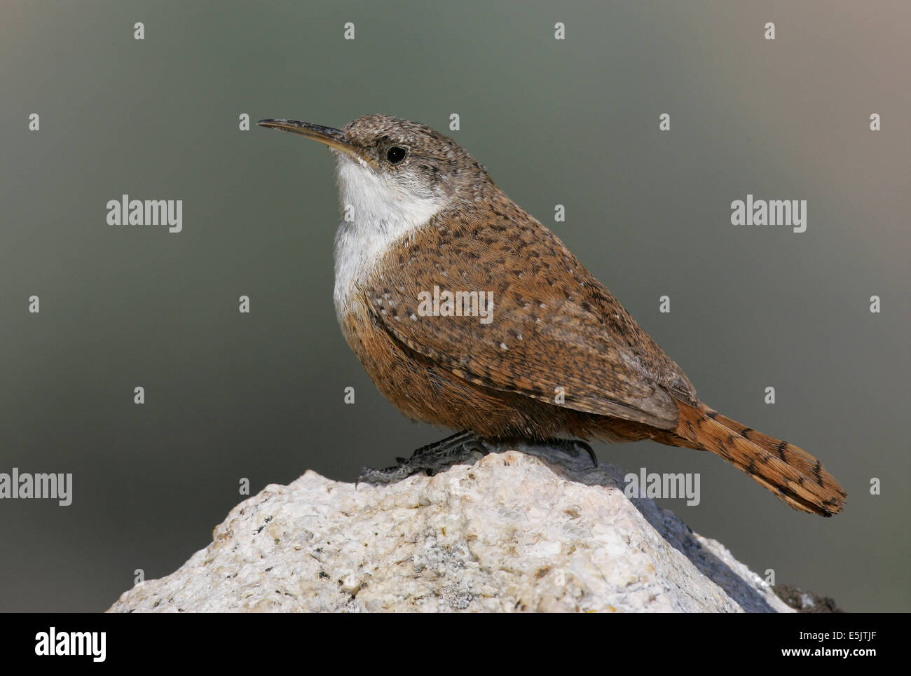 Canyon Wren - Catherpes mexicanus Stock Photo - Alamy