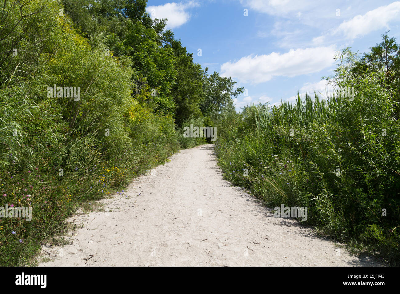 Rural Footpath with trees and foliage either side Stock Photo - Alamy