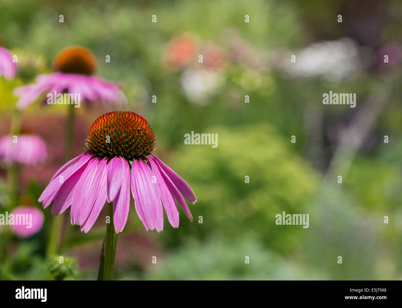 Closeup to a Purple coneflower during the day Stock Photo - Alamy
