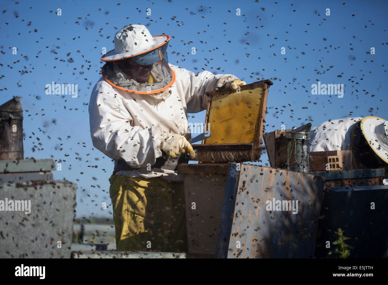 Beekeeper work in a swarm of honey bees buzzing an flying in Los ...
