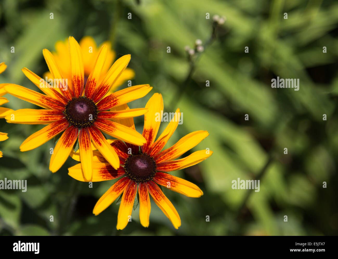 Bright yellow flower closeup with copy space Stock Photo - Alamy