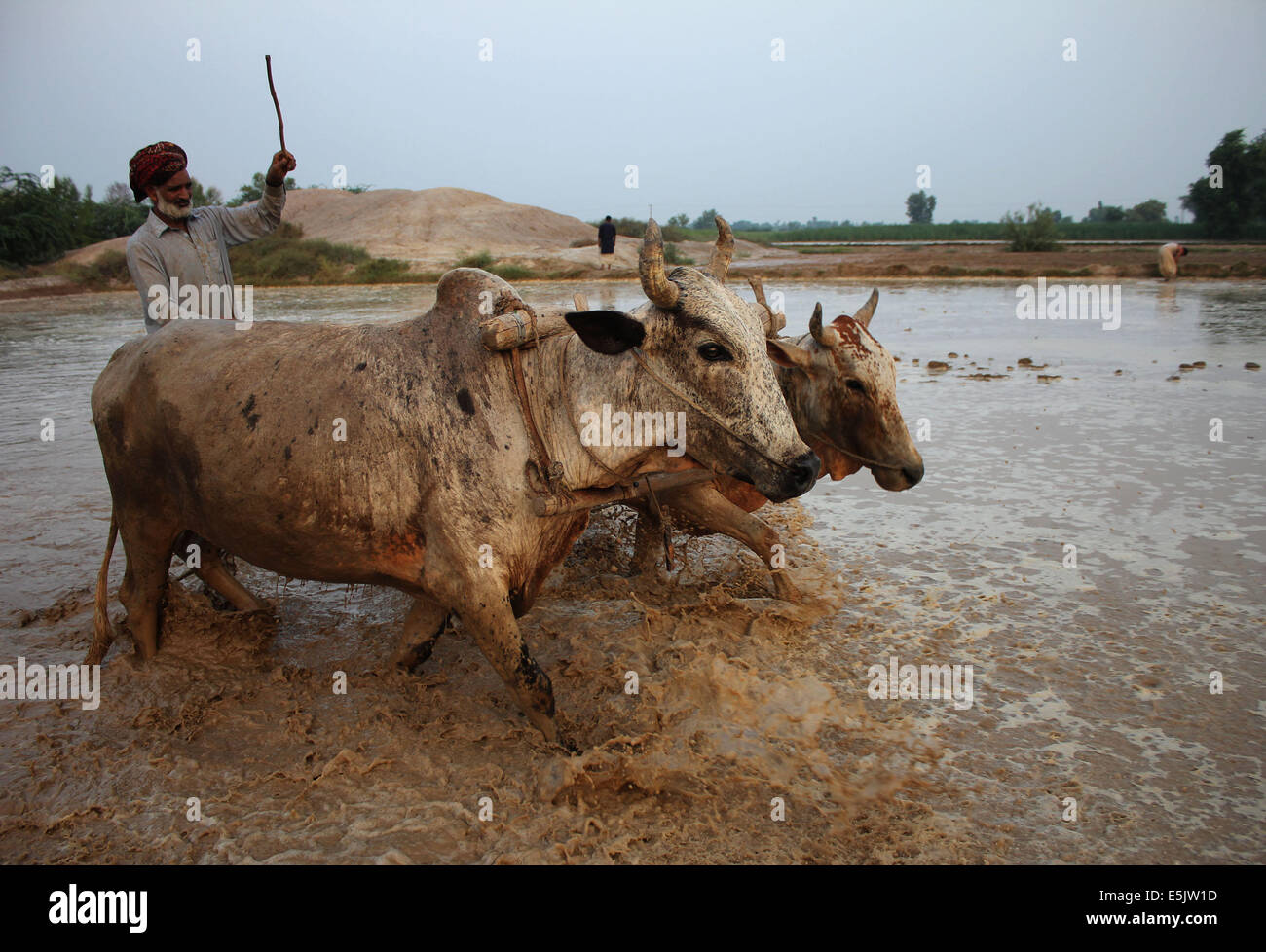 Leveling a rice paddy hi-res stock photography and images - Alamy