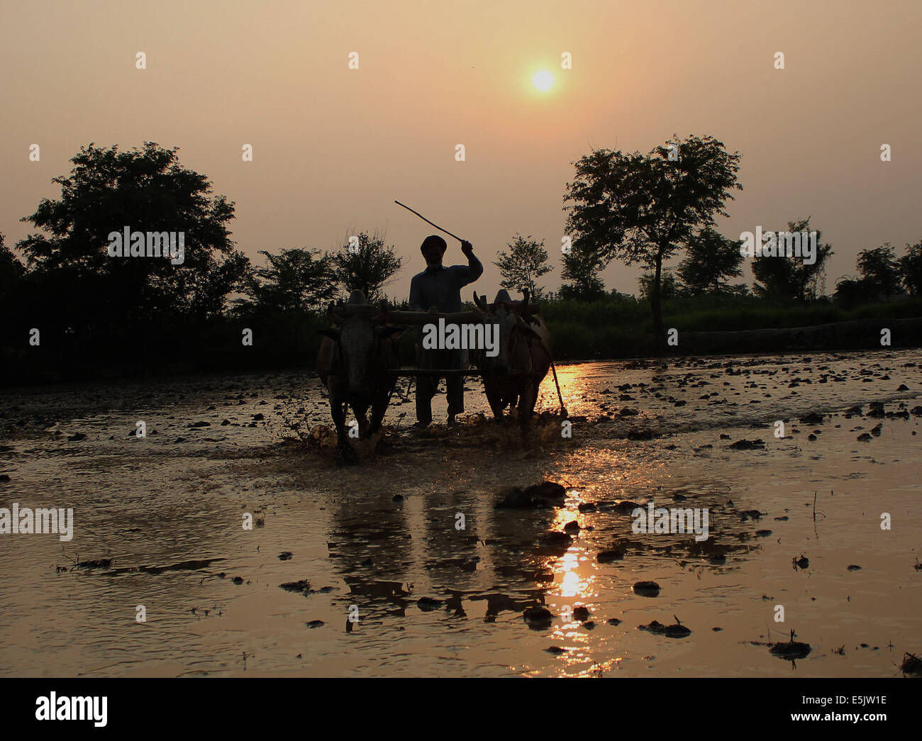Leveling a rice paddy hi-res stock photography and images - Alamy