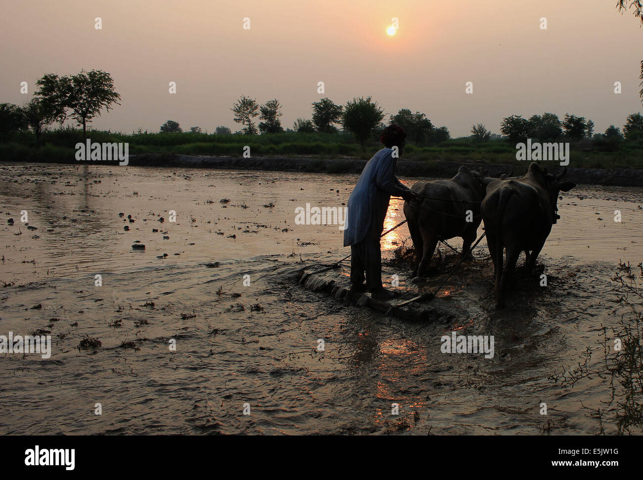 Leveling a rice paddy hi-res stock photography and images - Alamy