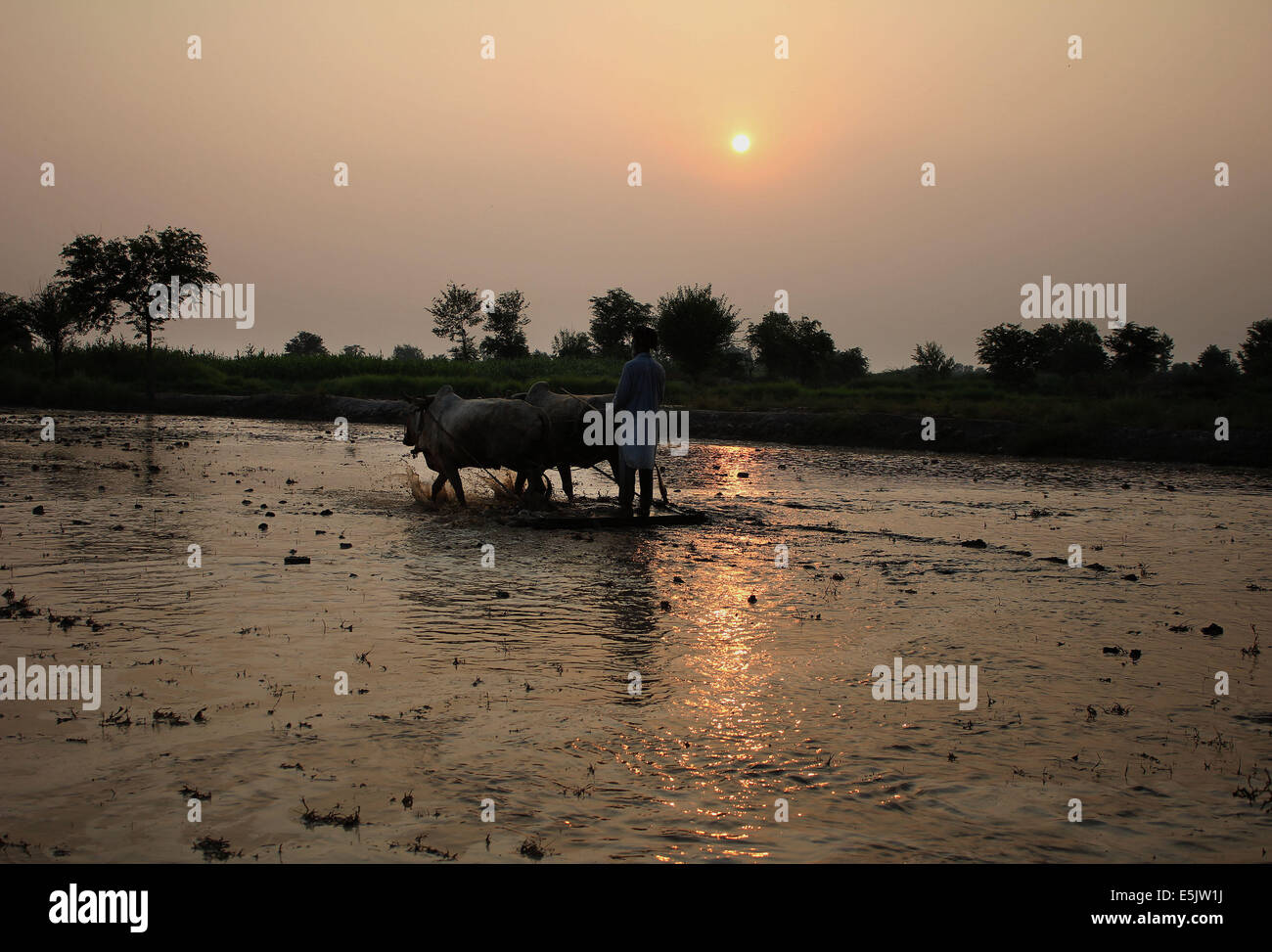 Leveling a rice paddy hi-res stock photography and images - Alamy