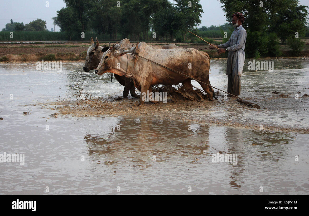 Leveling a rice paddy hi-res stock photography and images - Alamy