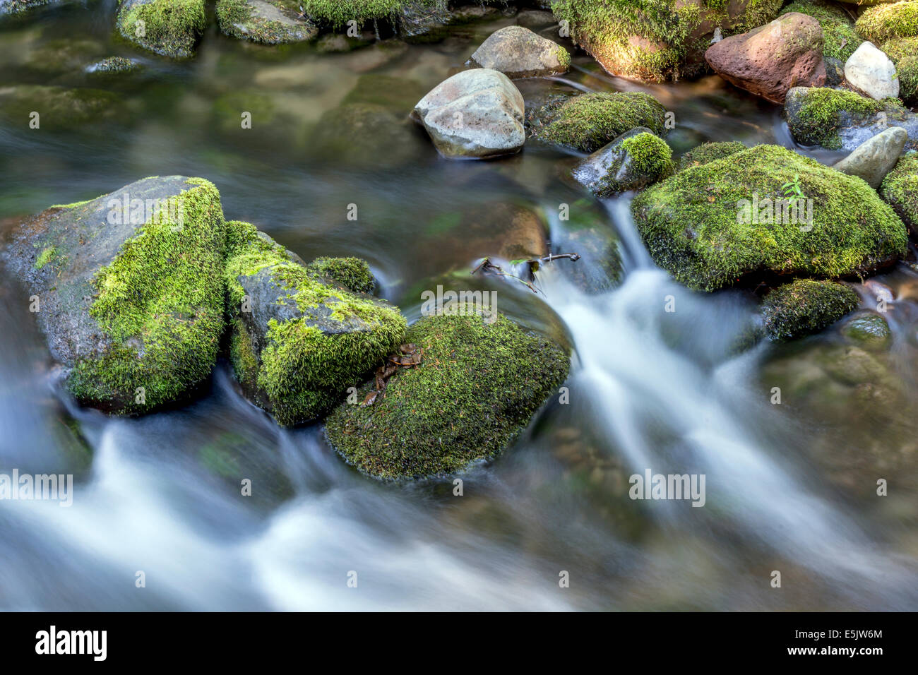 Peaceful forest hi-res stock photography and images - Alamy