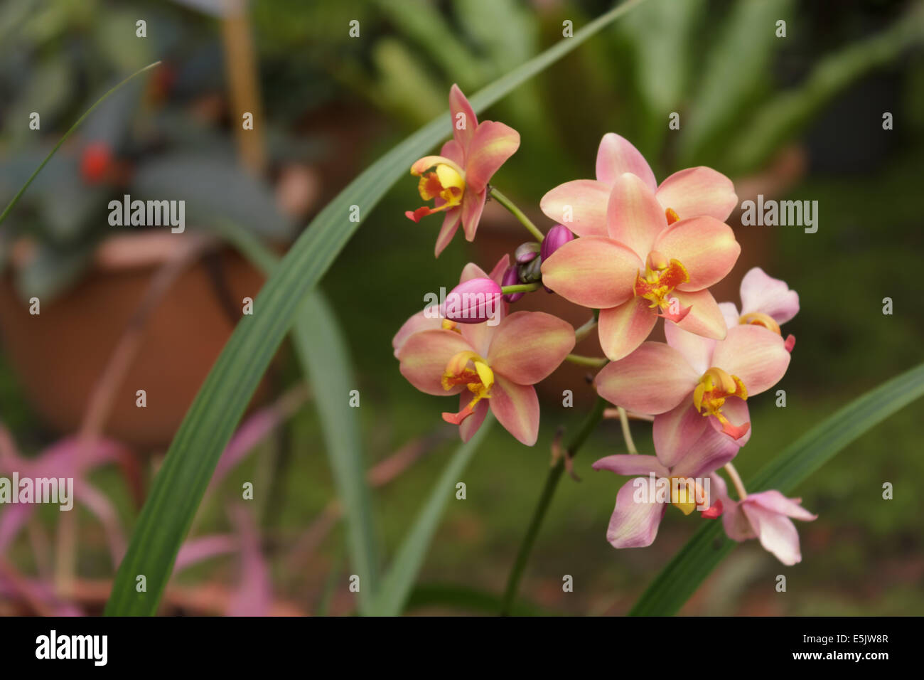 Branch red orchids floral hi-res stock photography and images - Alamy