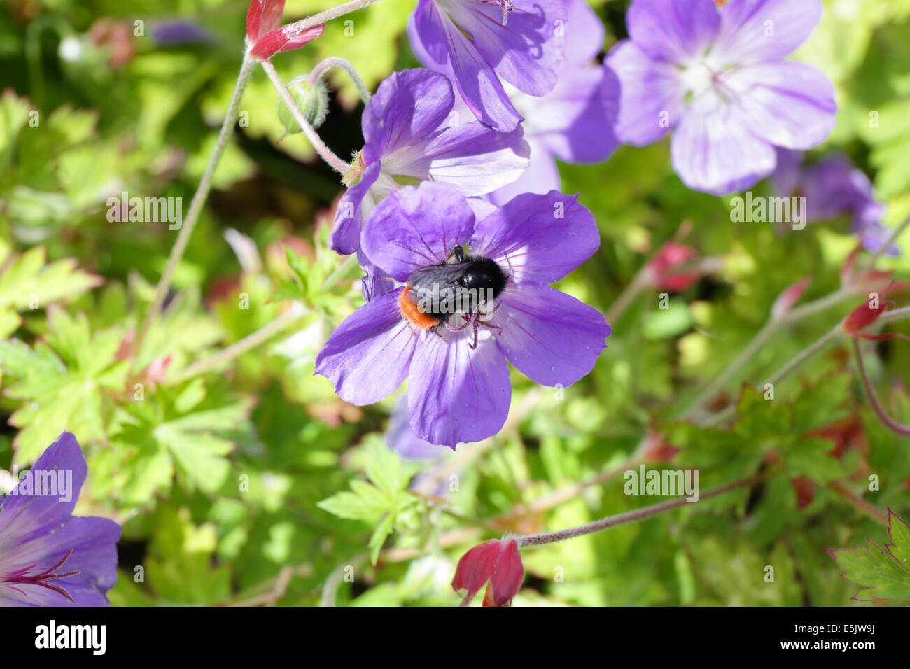 Bumblebee closeup flower green insect hi-res stock photography and ...