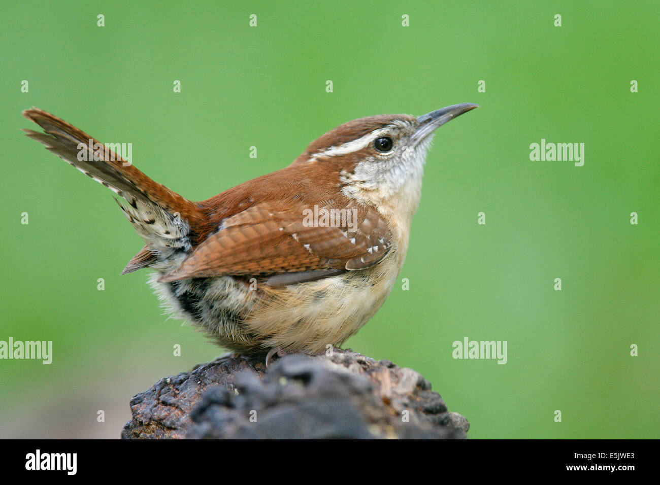 Carolina Wren - Thryothorus ludovicianus Stock Photo - Alamy