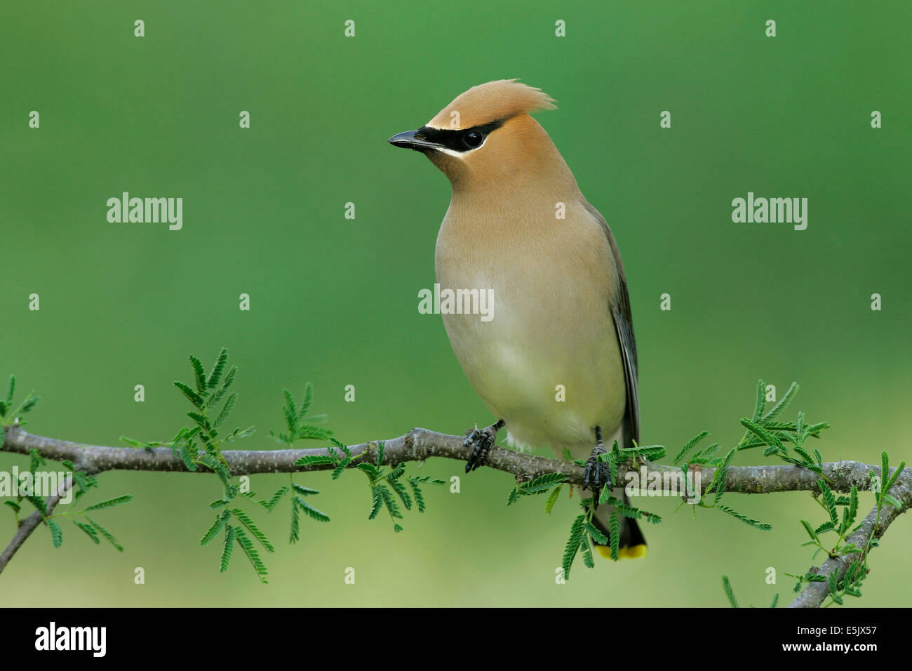 North american waxwings hi-res stock photography and images - Alamy