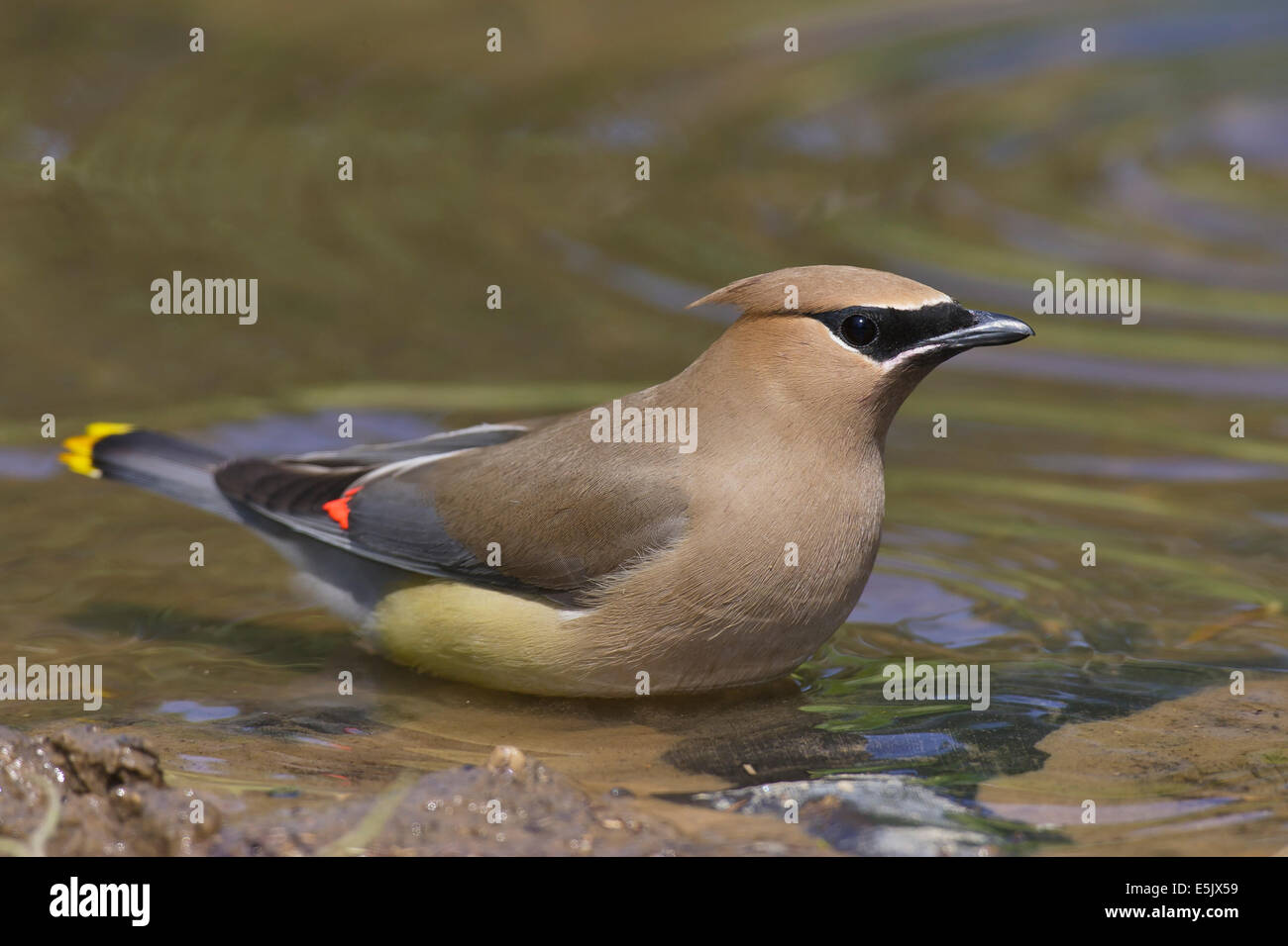 Cedar Waxwing - Bombycilla cedrorum Stock Photo - Alamy