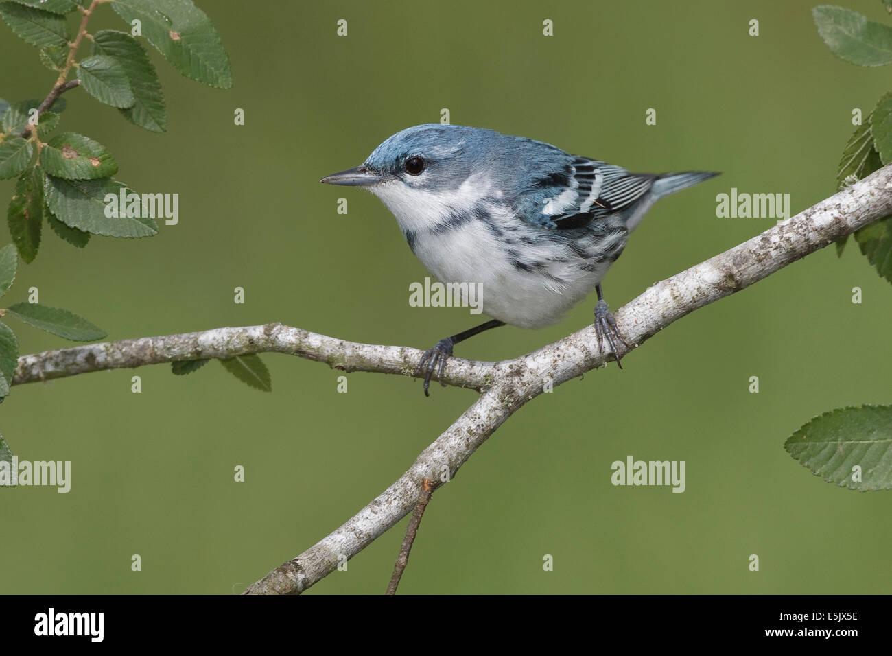 Cerulean Warbler - Dendrica cerulea - Adult male breeding Stock Photo ...