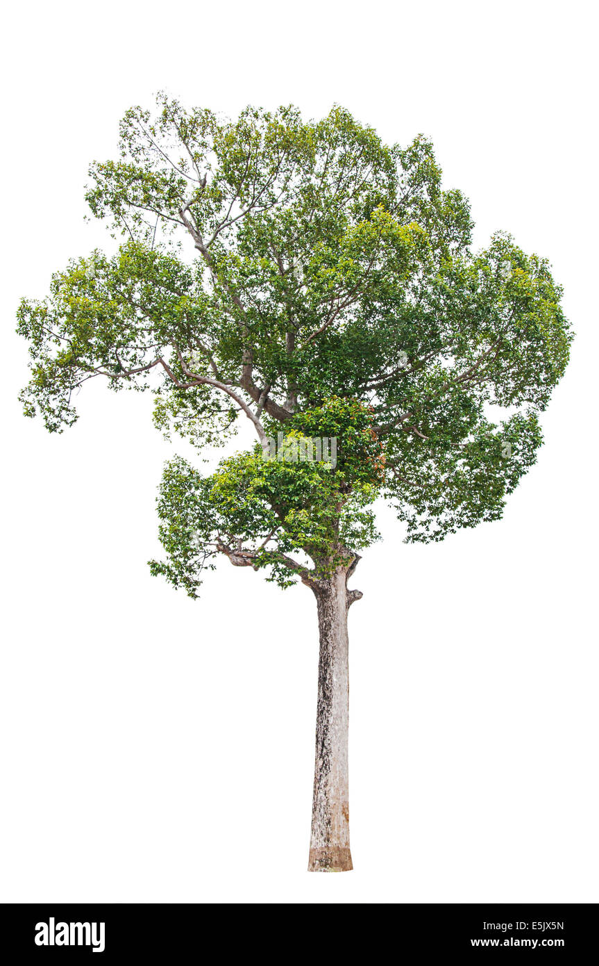 Green tree isolated on white background Stock Photo - Alamy