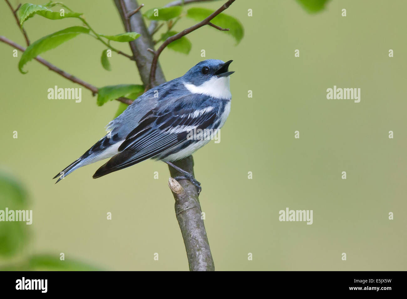 Cerulean Warbler - Dendrica cerulea - Adult male breeding Stock Photo ...