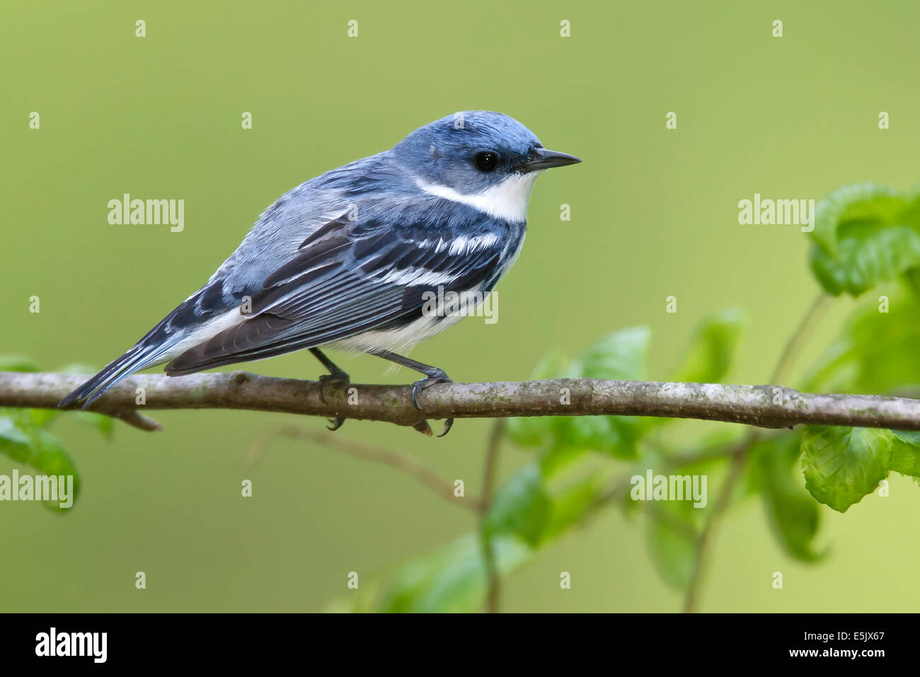 Cerulean Warbler - Dendrica cerulea - Adult male breeding Stock Photo ...
