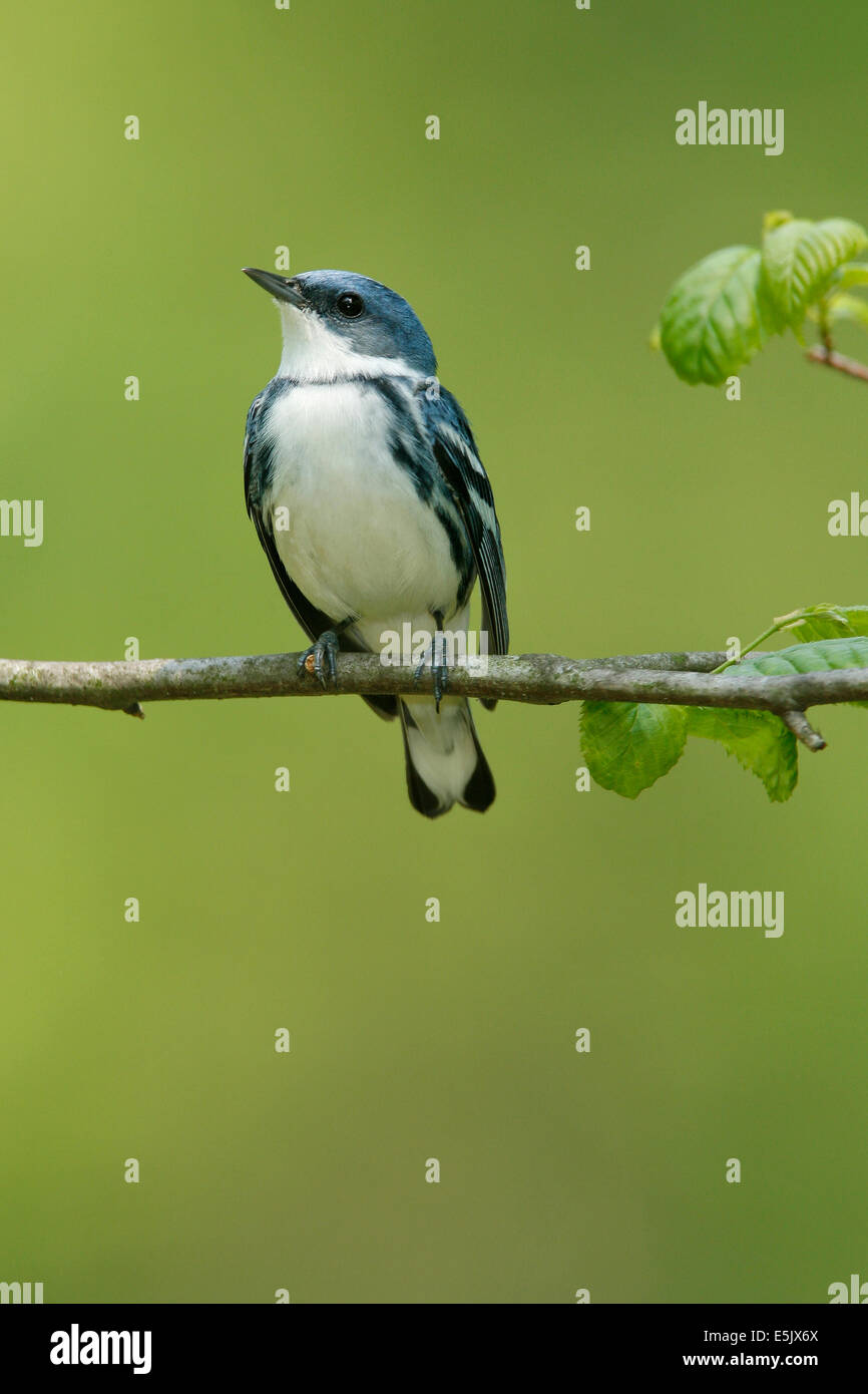 Cerulean Warbler - Dendrica cerulea - Adult male breeding Stock Photo ...