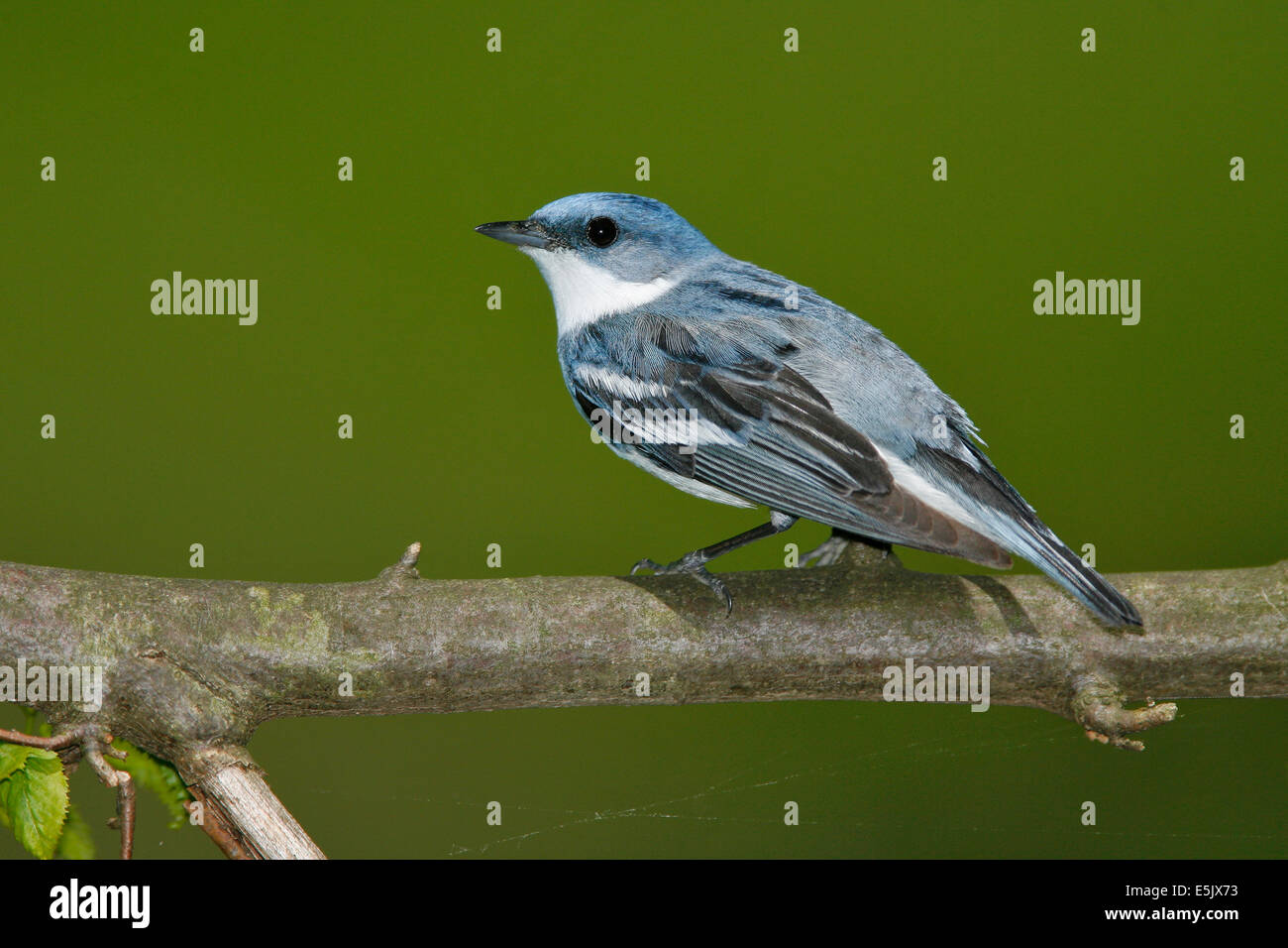 Cerulean Warbler - Dendrica cerulea - Adult male breeding Stock Photo ...