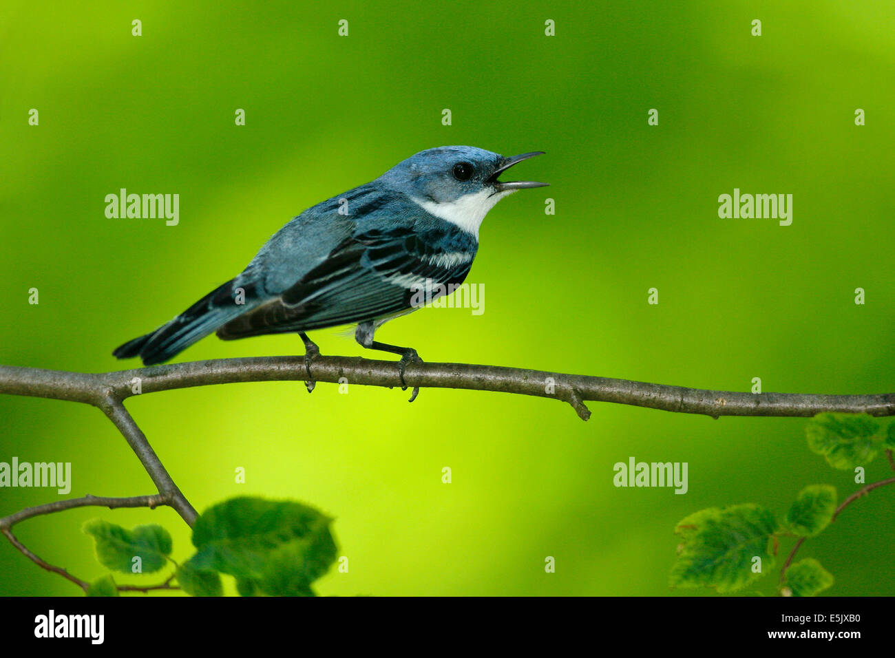 Cerulean Warbler - Dendrica cerulea - Adult male breeding Stock Photo ...