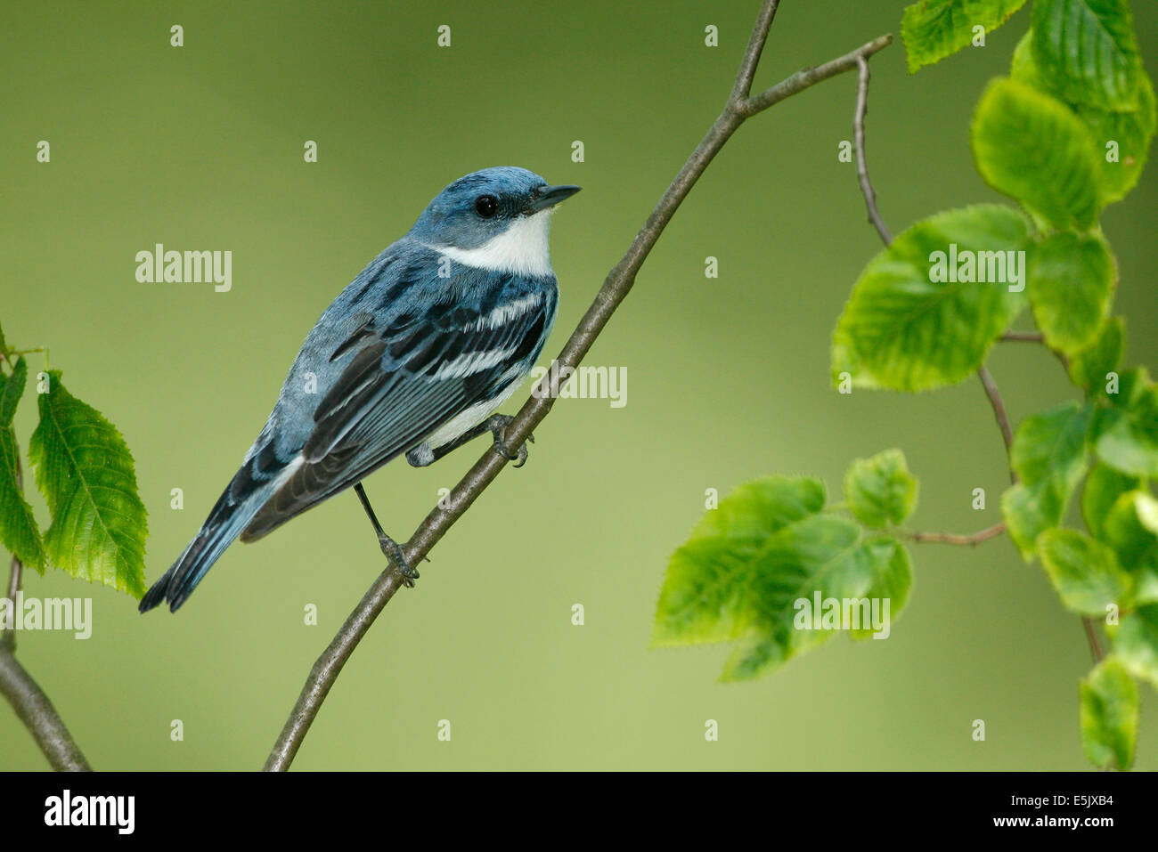 Cerulean Warbler - Dendrica cerulea - Adult male breeding Stock Photo ...
