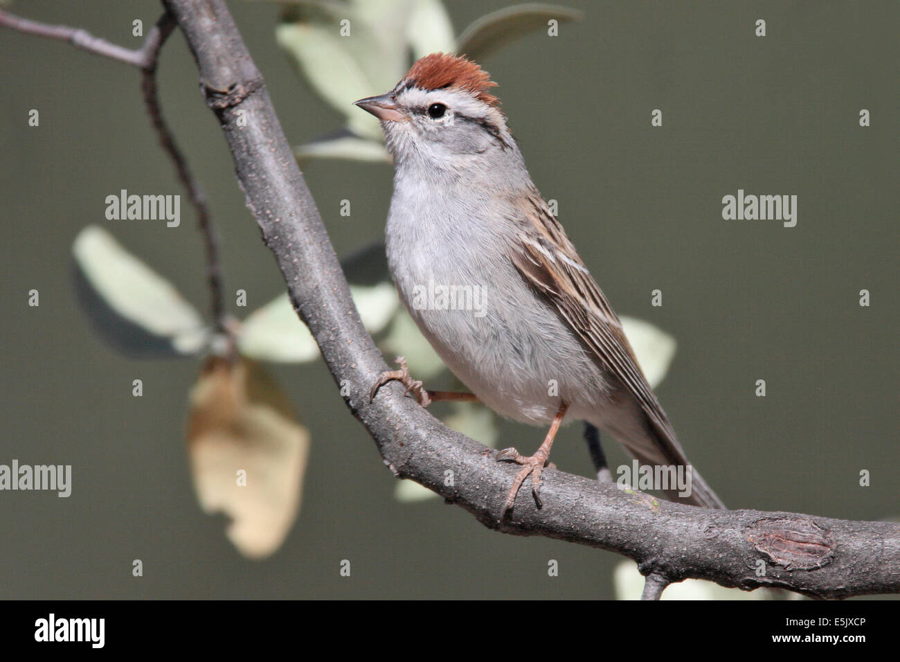 Chipping Sparrow - Spizella passerina - Adult breeding Stock Photo - Alamy