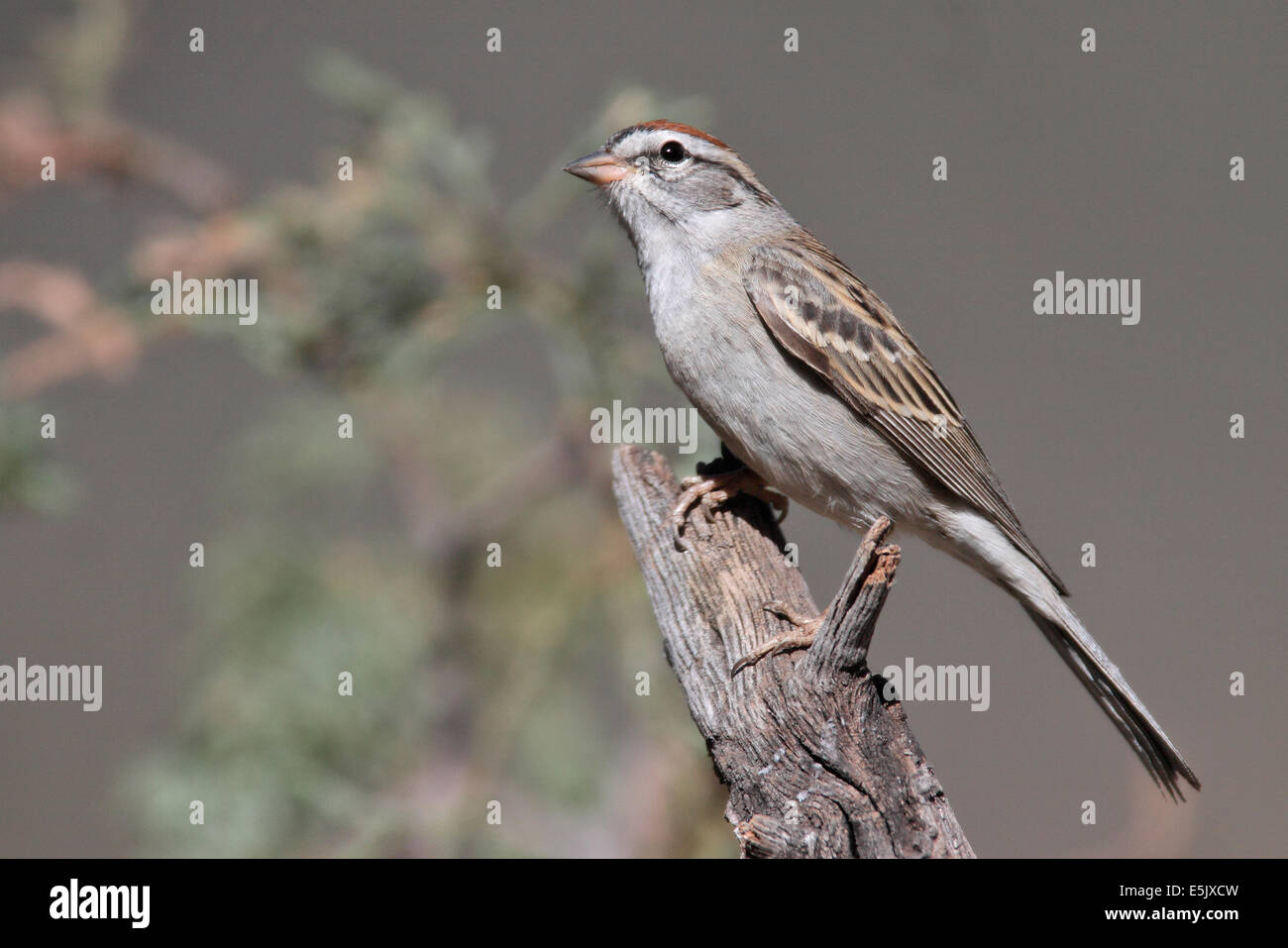 Chipping Sparrow - Spizella passerina - Adult breeding Stock Photo - Alamy