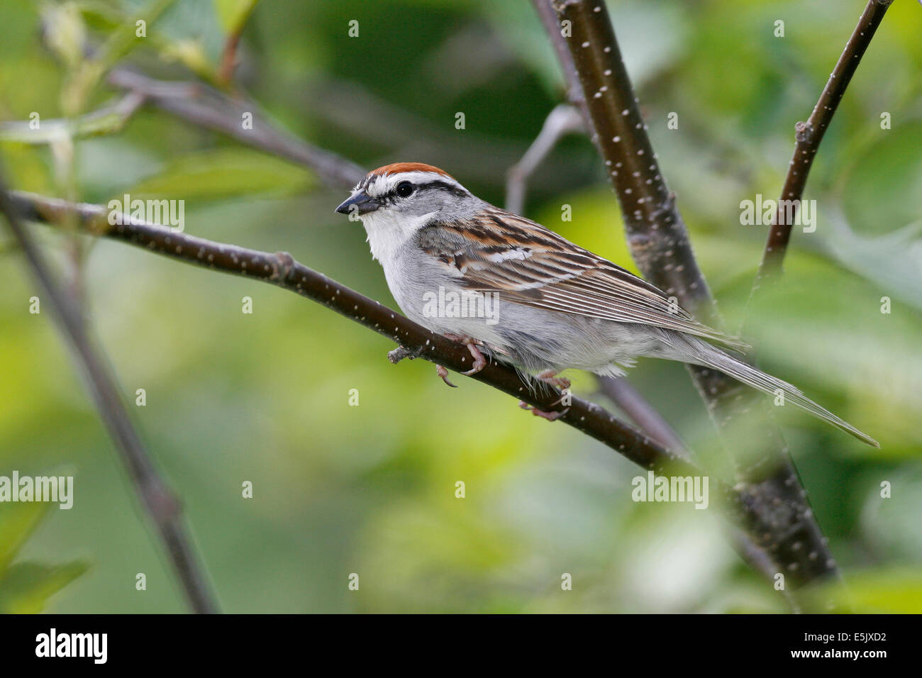 Chipping Sparrow - Spizella passerina - Adult breeding Stock Photo - Alamy