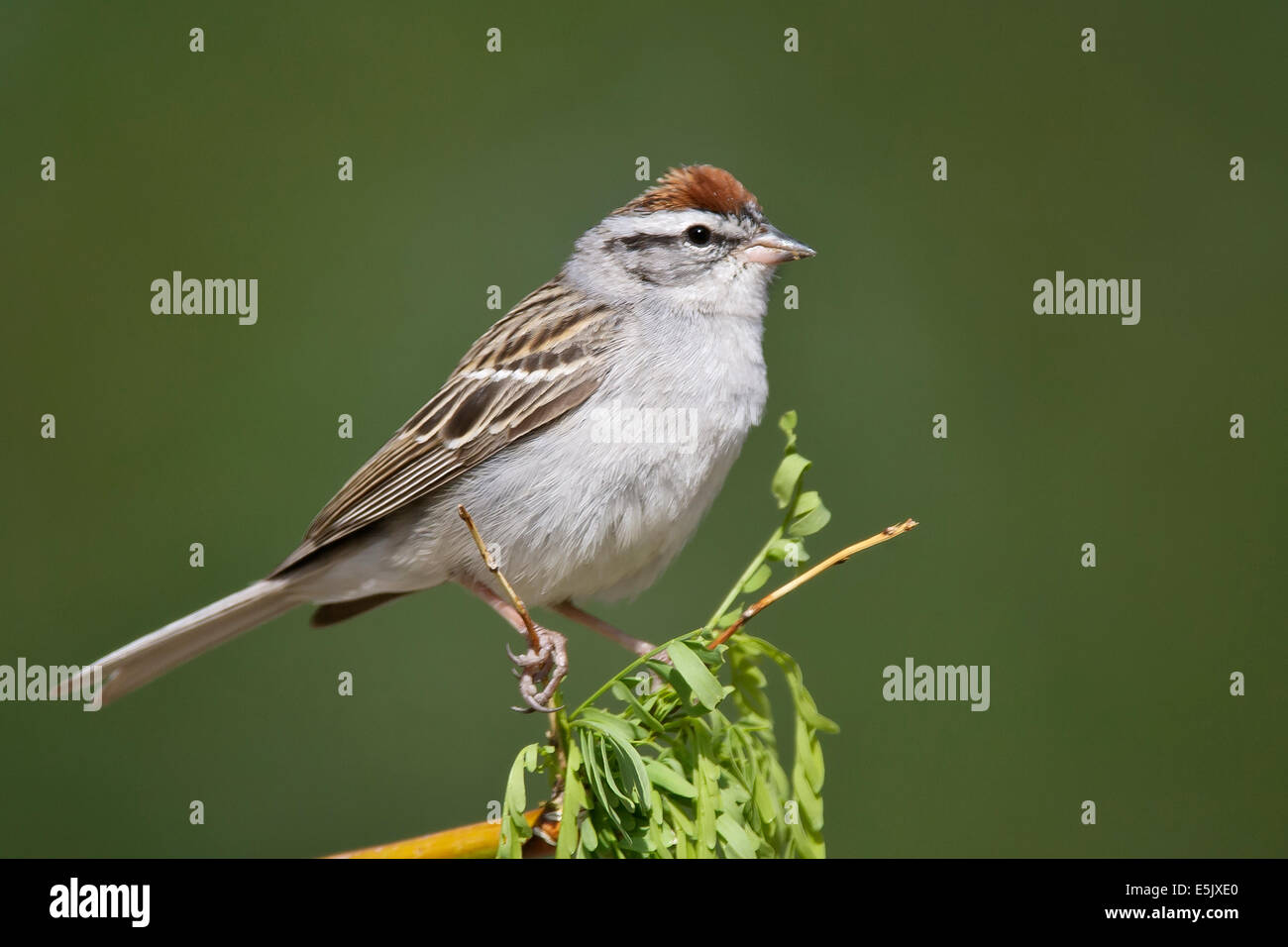 Chipping Sparrow - Spizella passerina - Adult breeding Stock Photo - Alamy