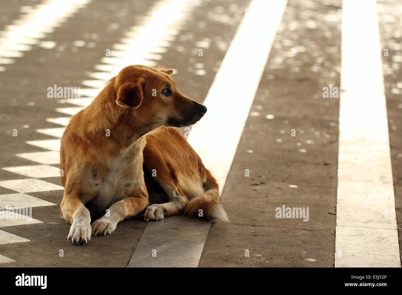 Homeless and hungry dog abandoned on the street Stock Photo - Alamy