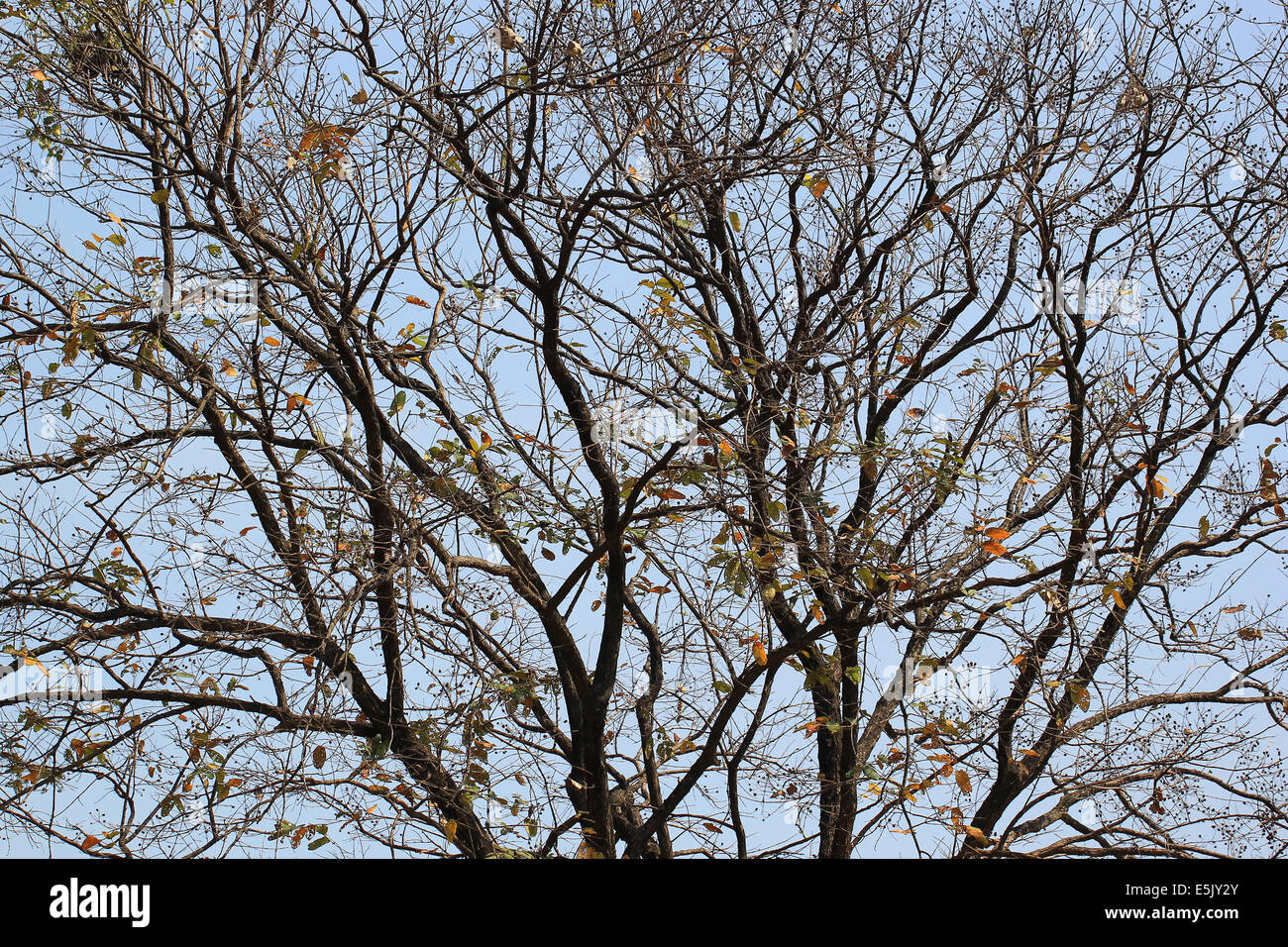 dry tree branches as background or texture Stock Photo - Alamy