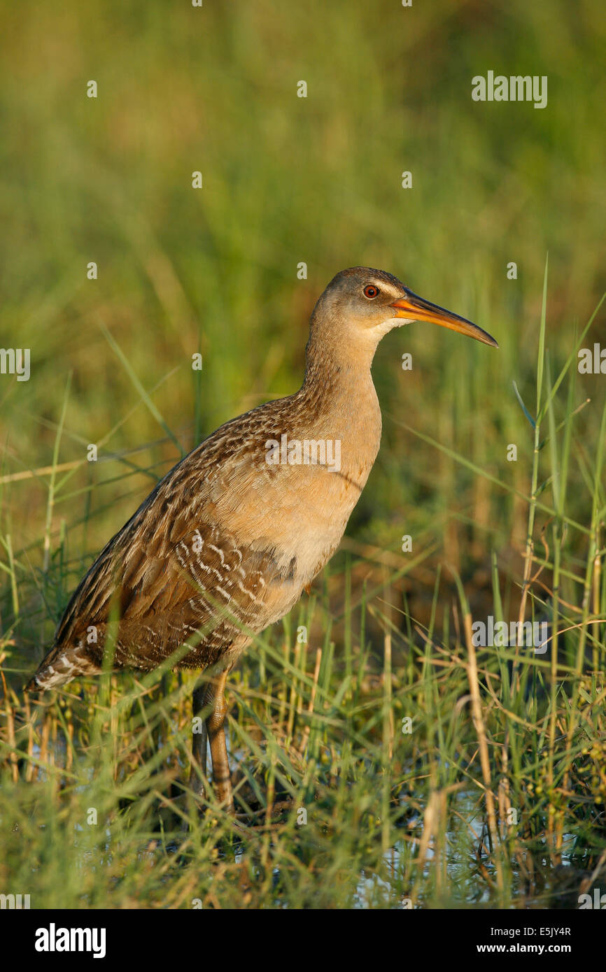 Clapper Rail High Resolution Stock Photography and Images - Alamy