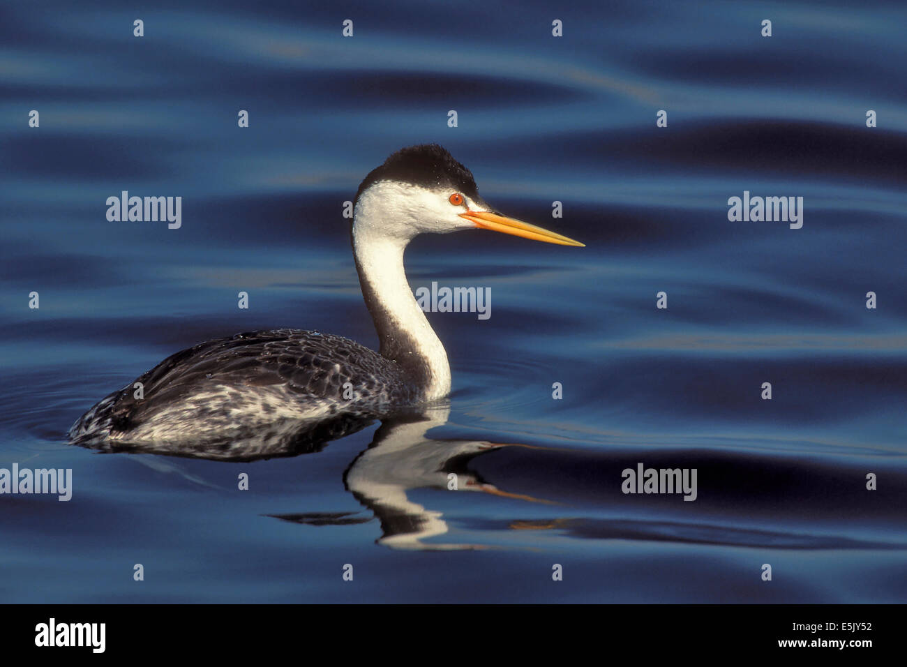 Clark's Grebe - Aechmophorus clarkii - Adult non-breeding Stock Photo ...