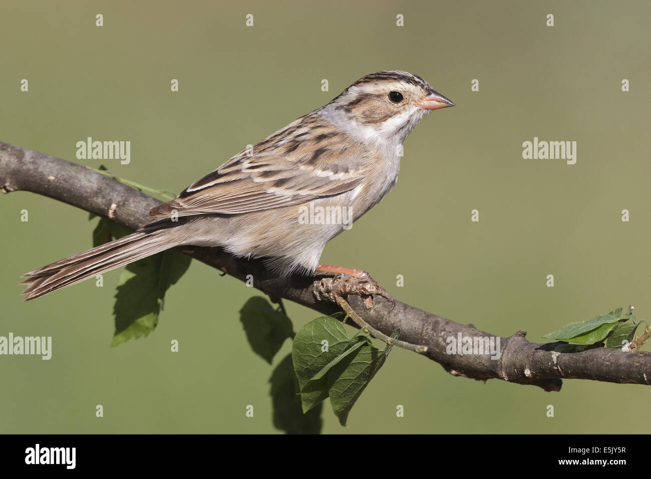 Clay-colored Sparrow - Spizella pallida - breeding adult Stock Photo ...