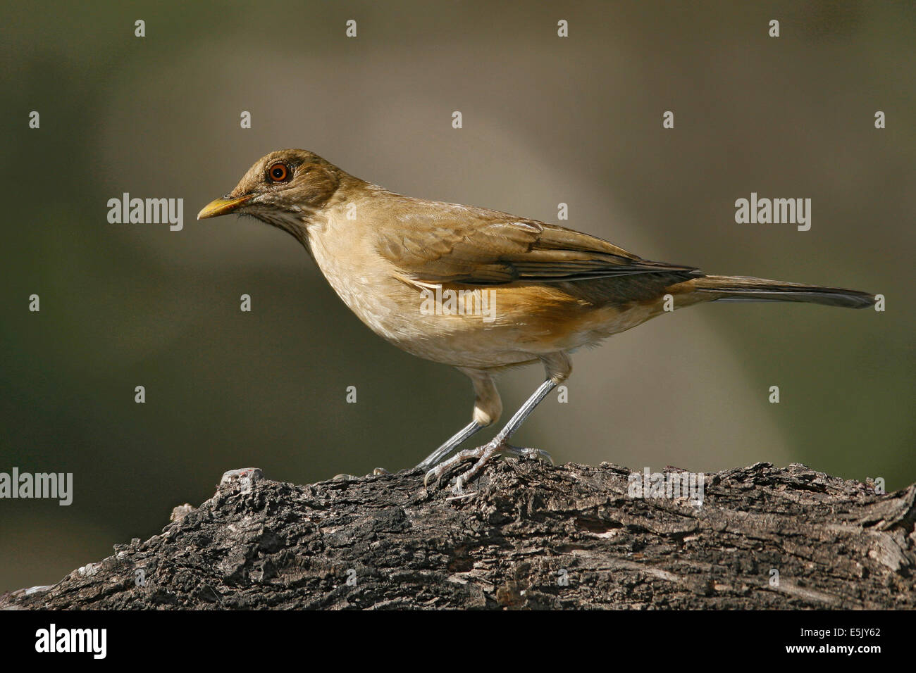 North american thrush hi-res stock photography and images - Alamy