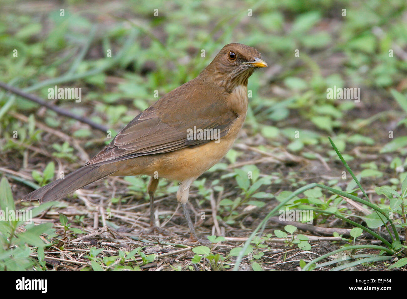 Turdus grayi hi-res stock photography and images - Alamy