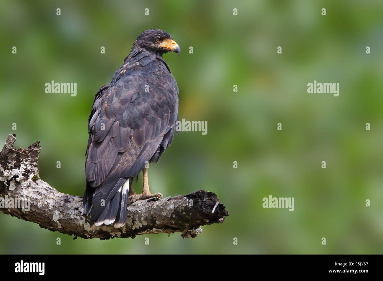 Most Common Raptor In North America High Resolution Stock Photography ...