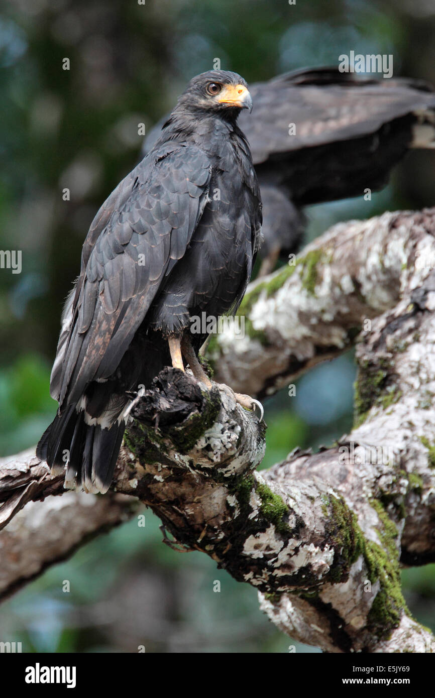 Black hawk hi-res stock photography and images - Alamy