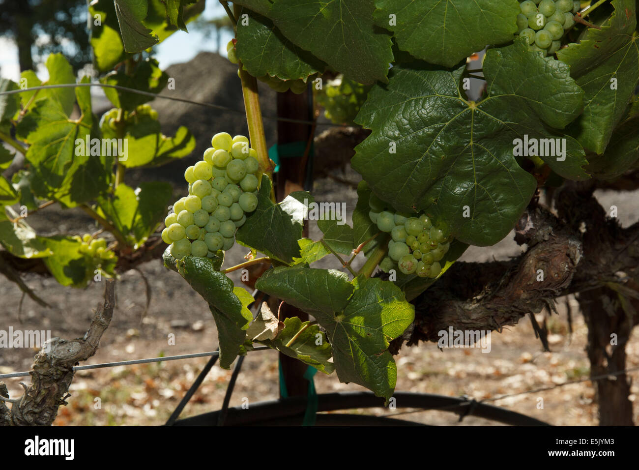 chardonnay, grape, grapevine, leaf, vineyard Stock Photo - Alamy