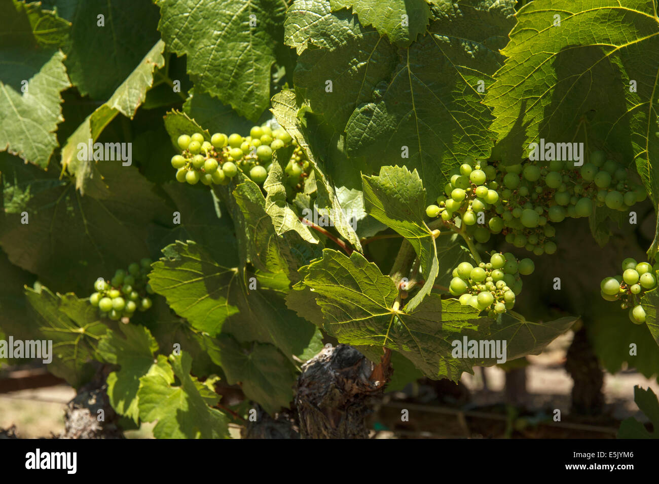 Budding grapes hi-res stock photography and images - Alamy