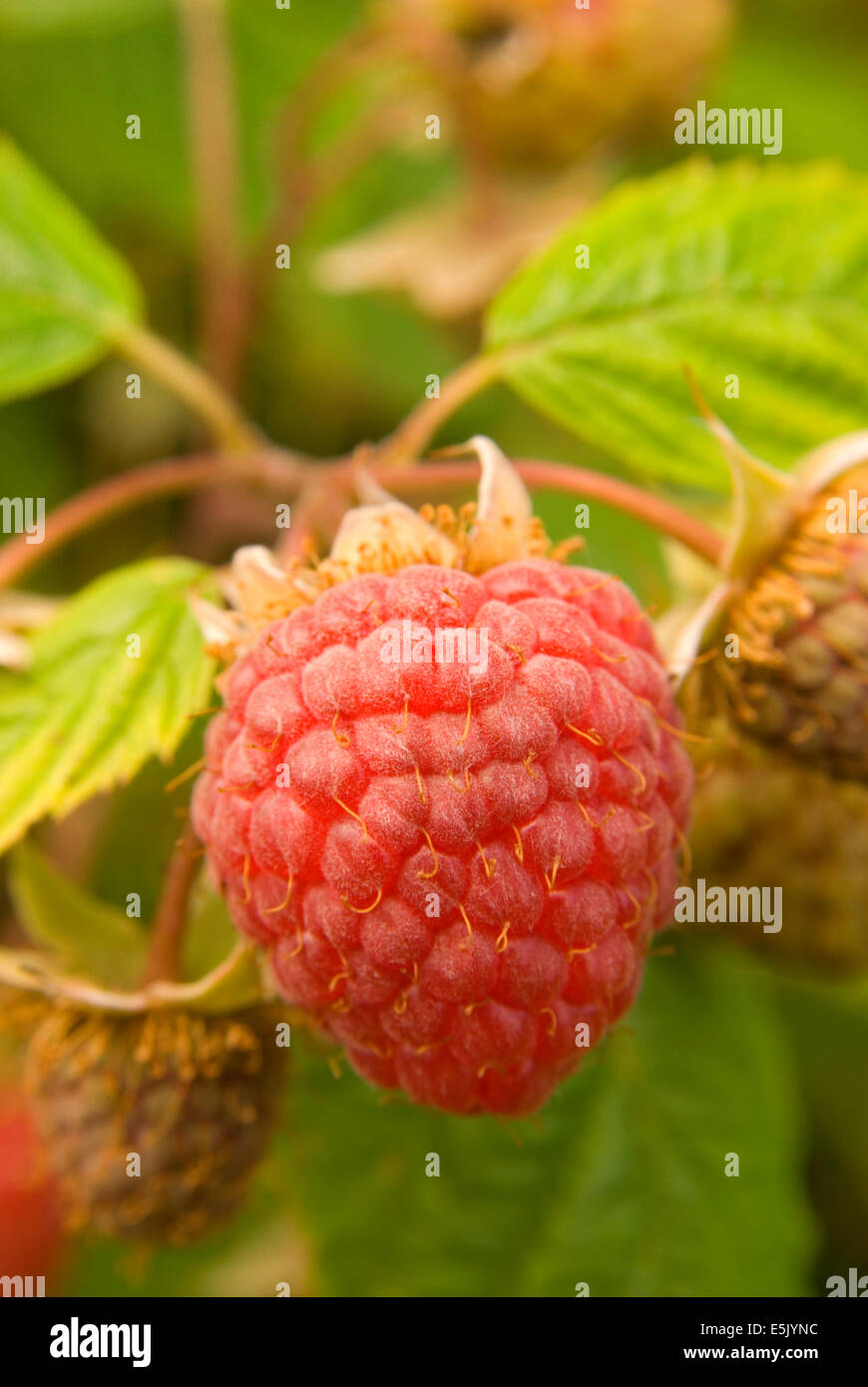 U-pick raspberry, Greens Bridge Gardens, Linn County, Oregon Stock ...